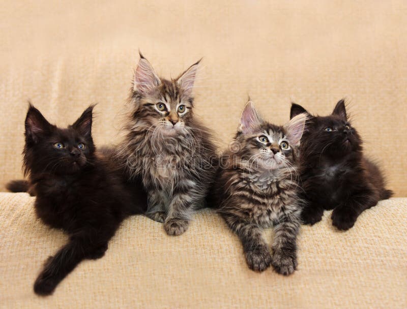 Four kittens stock photo. Image of cute, kitten, group - 13645834