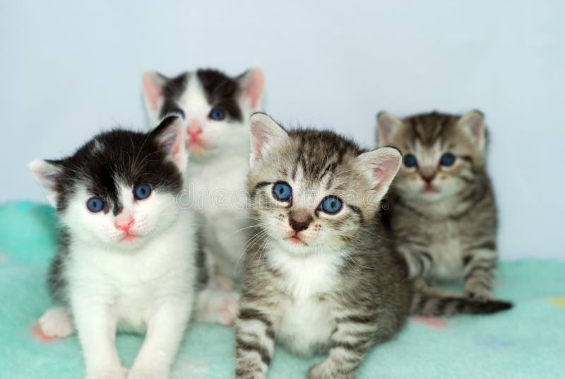 Four Kittens stock photo. Image of fluffy, blue, adorable - 2405560