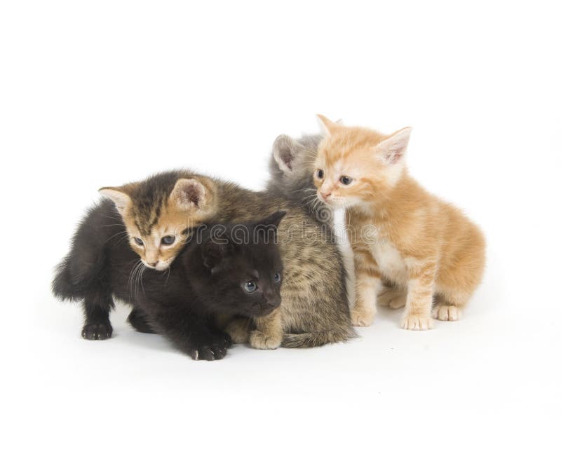 Four kittens sits stock image. Image of striped, domestic - 2736409