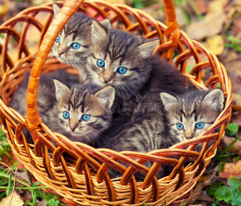 Four kittens in a basket stock image. Image of breed - 48780111