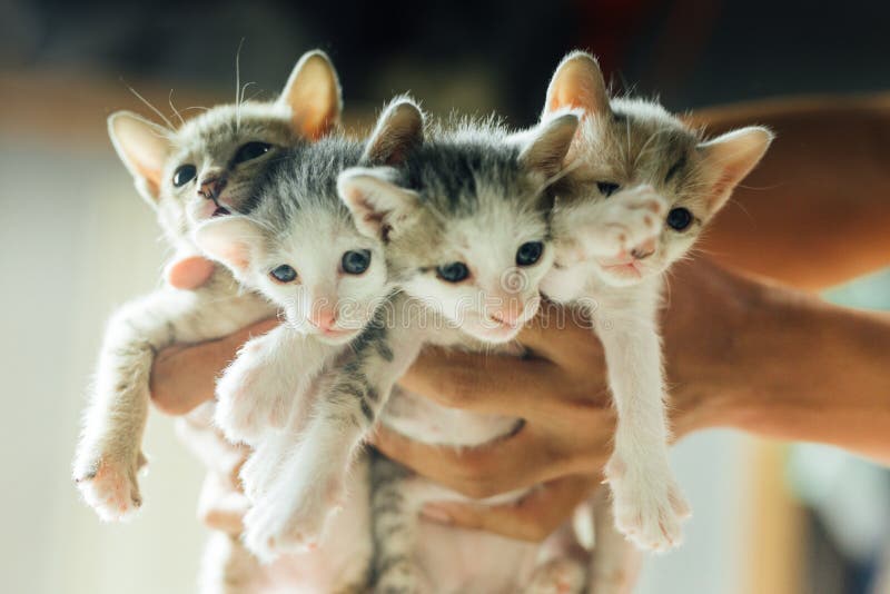 Four kittens stock image. Image of palm, enjoy, animal - 89787911