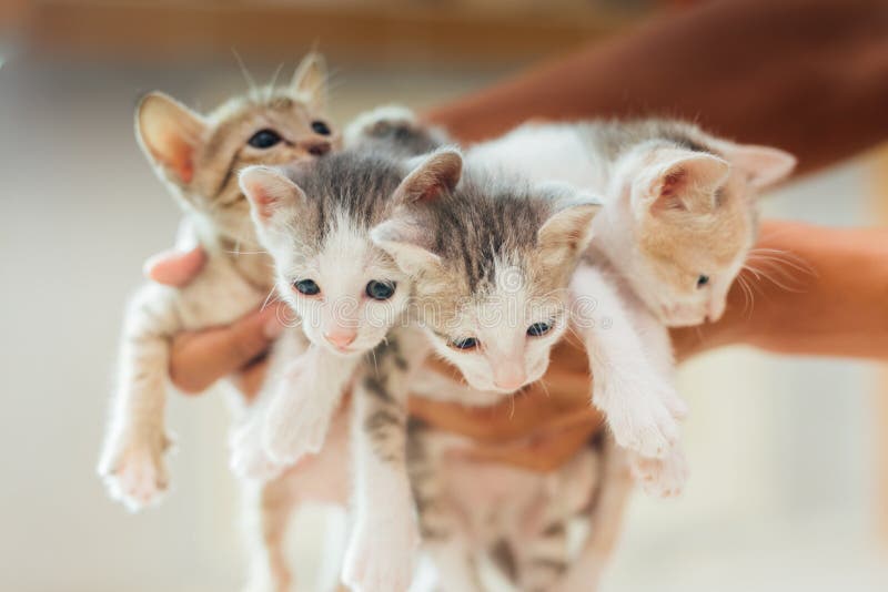 Four kittens stock photo. Image of outdoor, detail, palm - 89787938