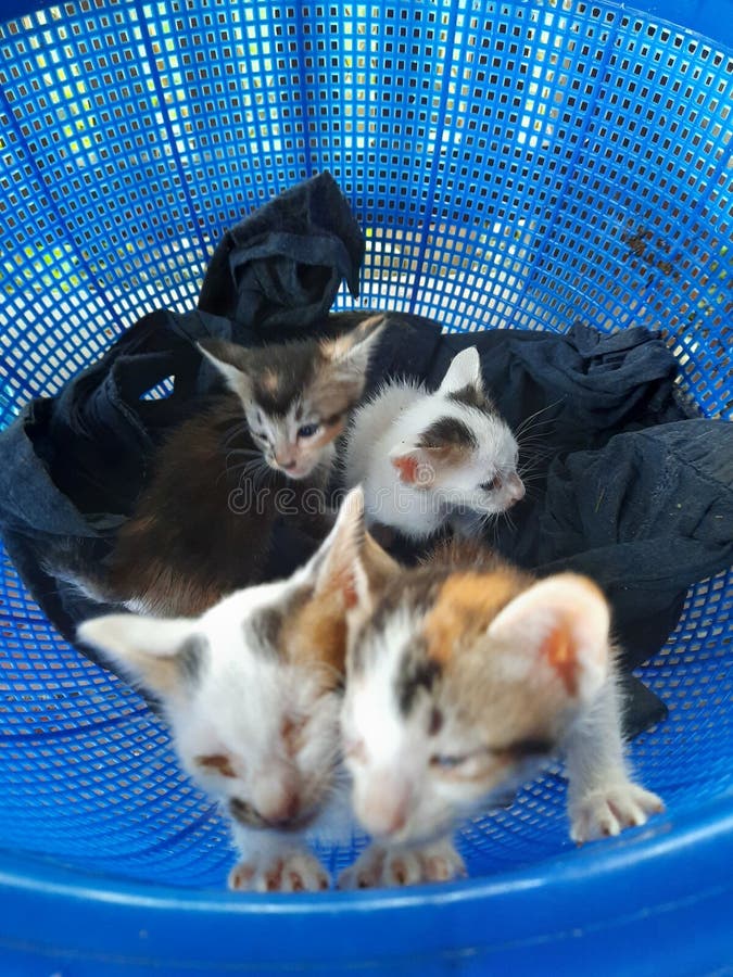 Four Kittens in a Blue Basket Stock Image - Image of sweet, blue: 208639221