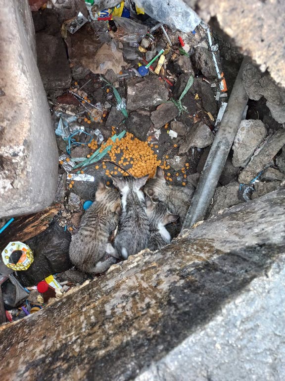 Four Kittens Live in the Gutter Stock Photo - Image of animals, live ...