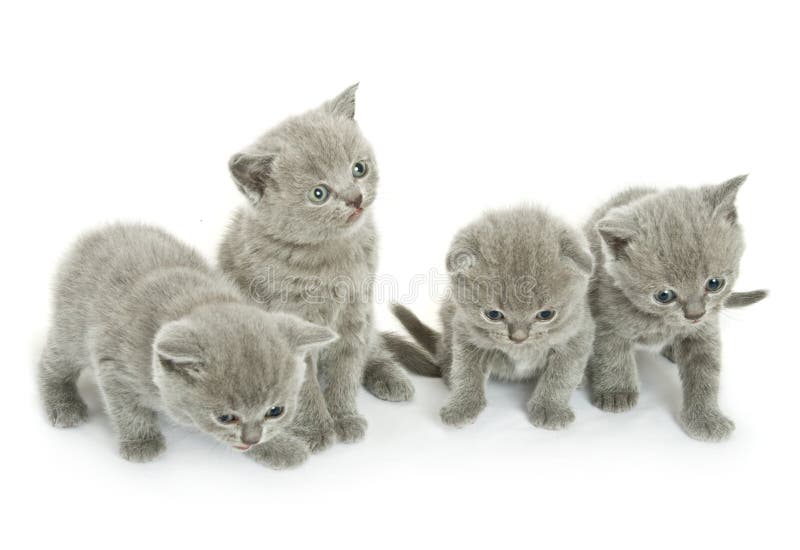 Four kittens over white stock image. Image of beautiful - 7793577