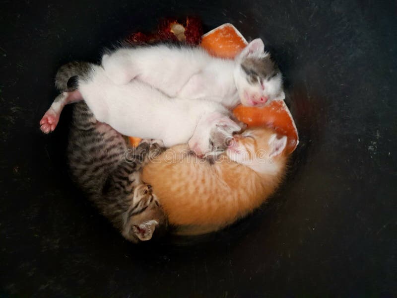 Four Kittens Sleeping Together Stock Image - Image of kittens, together ...