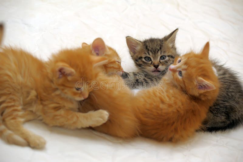 Four kittens over white stock image. Image of beautiful - 7793577