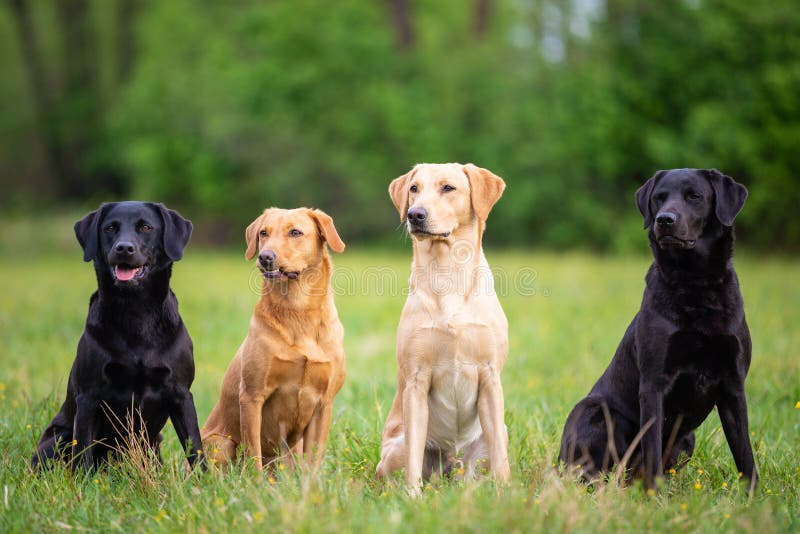 Four Labrador Retriever Dogs Stock Photo - Image of friendship, friend ...