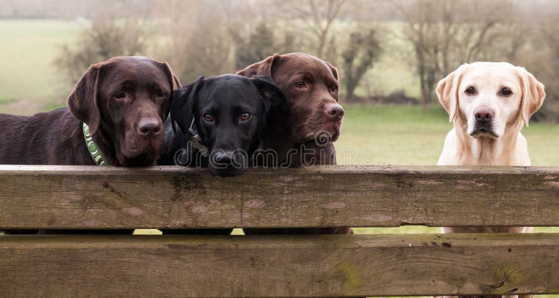 Four labradors stock photo. Image of park, black, retrievers - 53330630