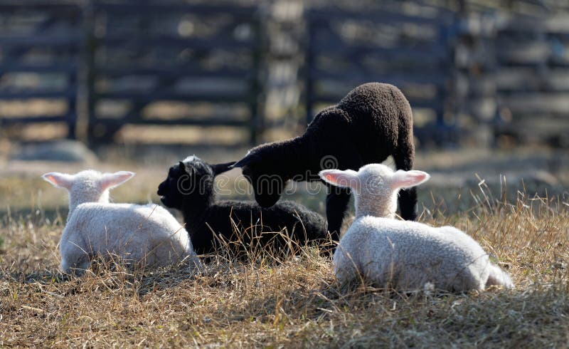 Baby lamb laying down stock image. Image of laying, wool - 144441275