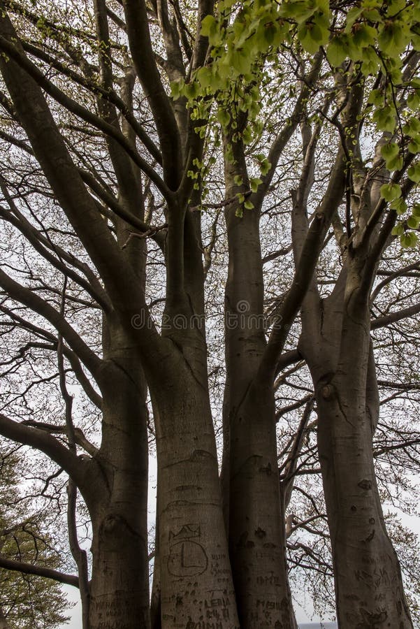 Four Large Trees with Human Cuts in Their Bark To Indicate they Were ...