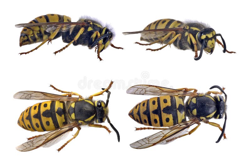 Four Large Wasps on White Background Stock Photo - Image of macro, wasp ...