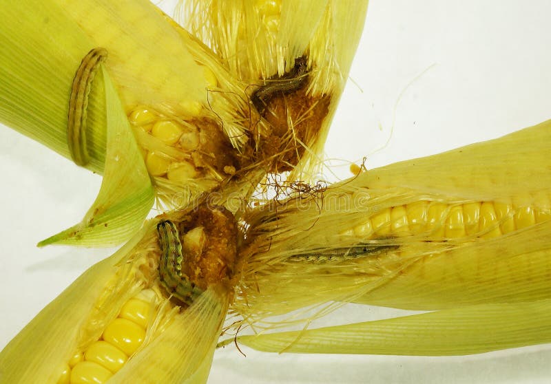 Four larva on sweet corn stock photo. Image of worm, larva - 96929232