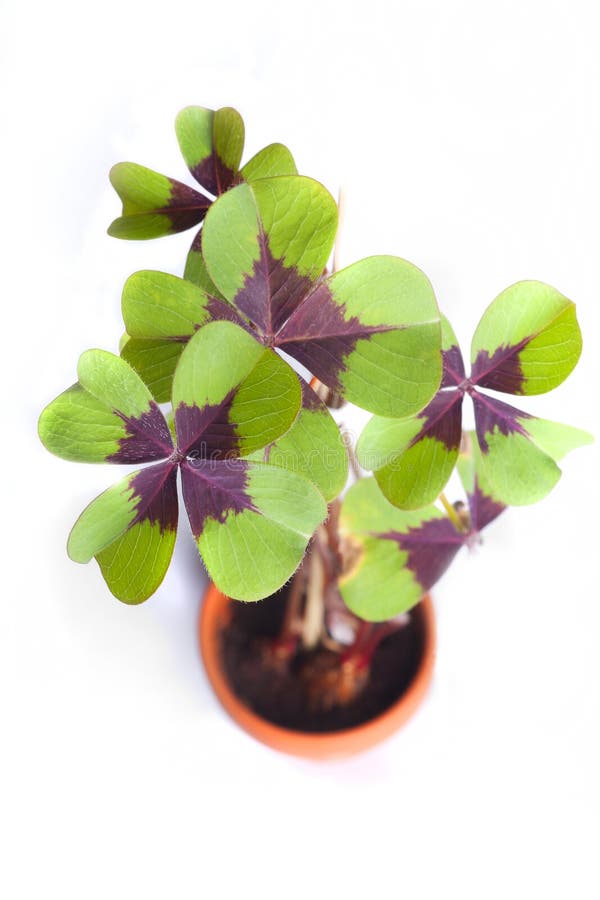 Four leaf clover stock photo. Image of clovers, leaves - 20381010