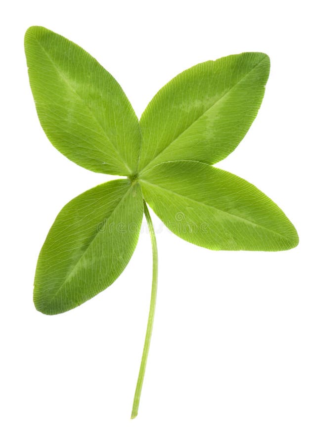 8,731 Four Leaf Clover Stock Photos - Free & Royalty-Free Stock Photos ...