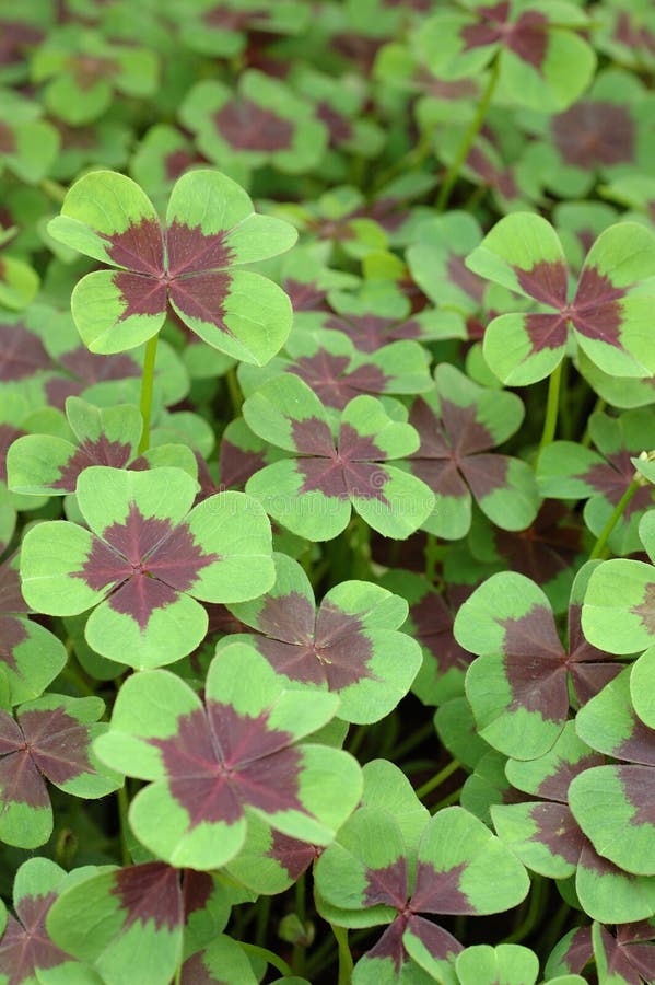 Four leaf clover stock image. Image of four, field, closeup - 4926619