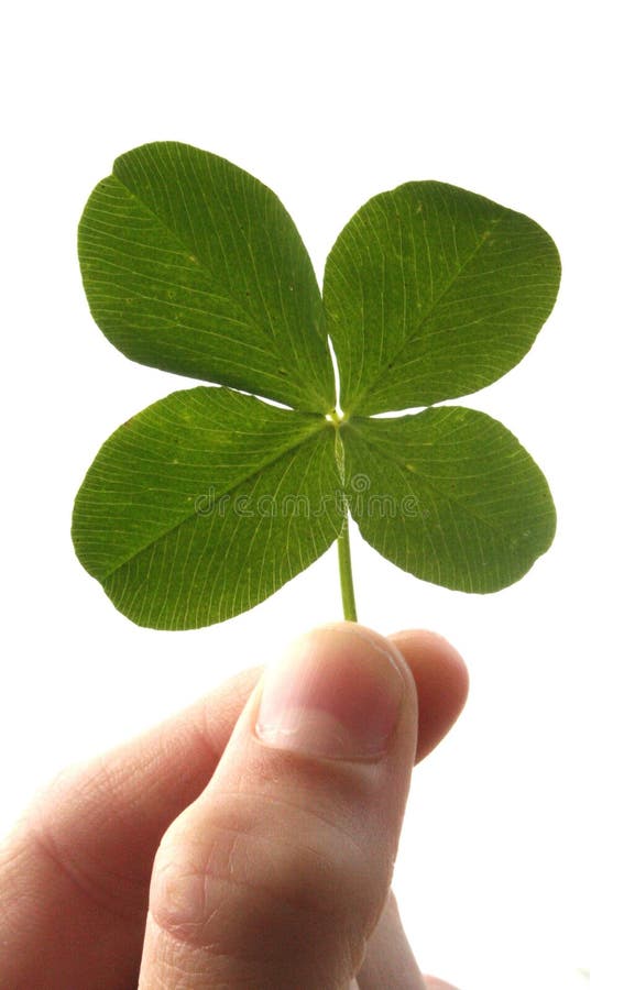 Four Leaf Clover stock photo. Image of finger, plants - 9711096