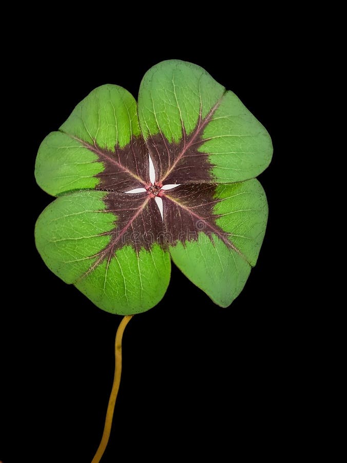 Four-leaf Clover on a Black Background Stock Photo - Image of brazil ...