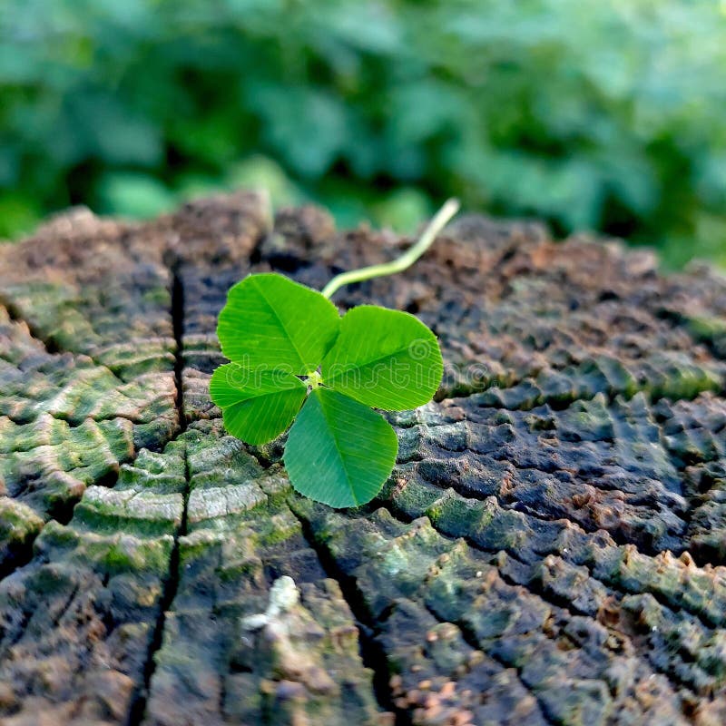 Four leaf clover stock photo. Image of four, fungus - 287170948