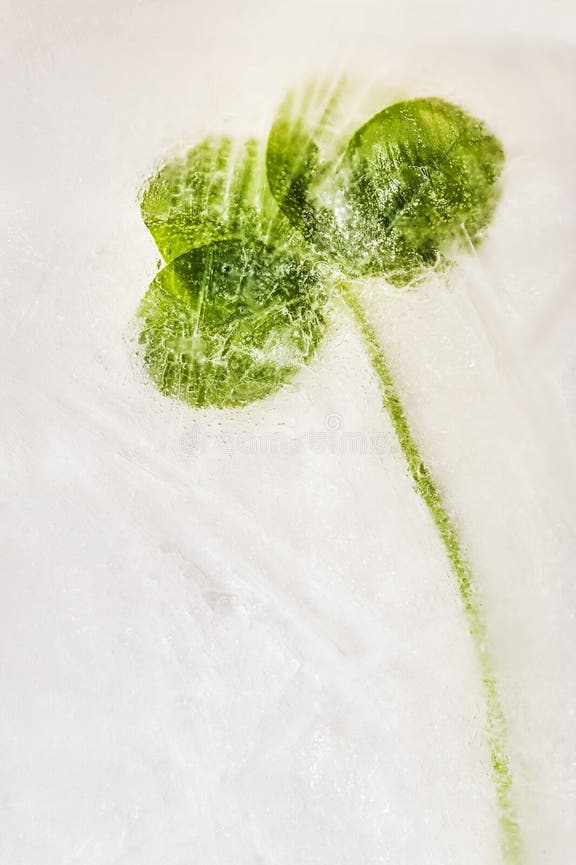 Four Leaf Clover Frozen in Ice Stock Image - Image of petals, four ...