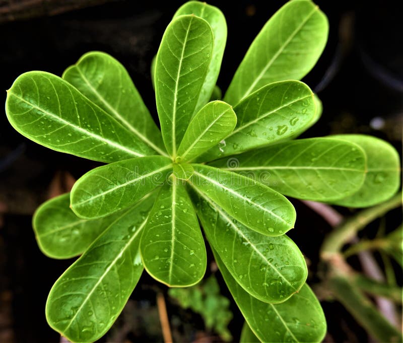 Four Leaf Clover , Four Leaf Clover in the Garden Stock Photo - Image ...