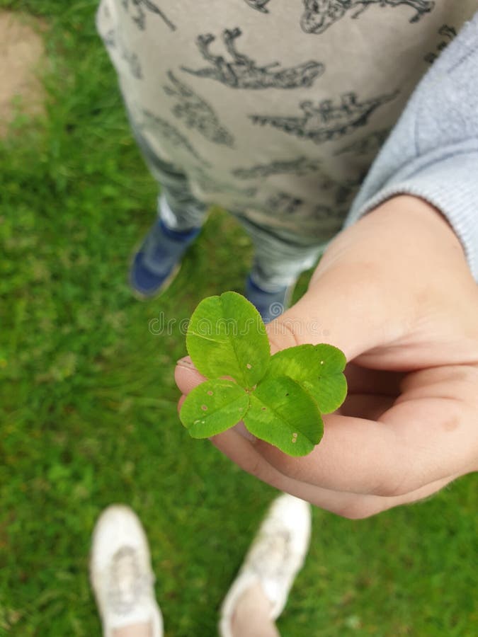 Four Leaf Clover for Good Luck Stock Photo - Image of good, leaf: 360717870