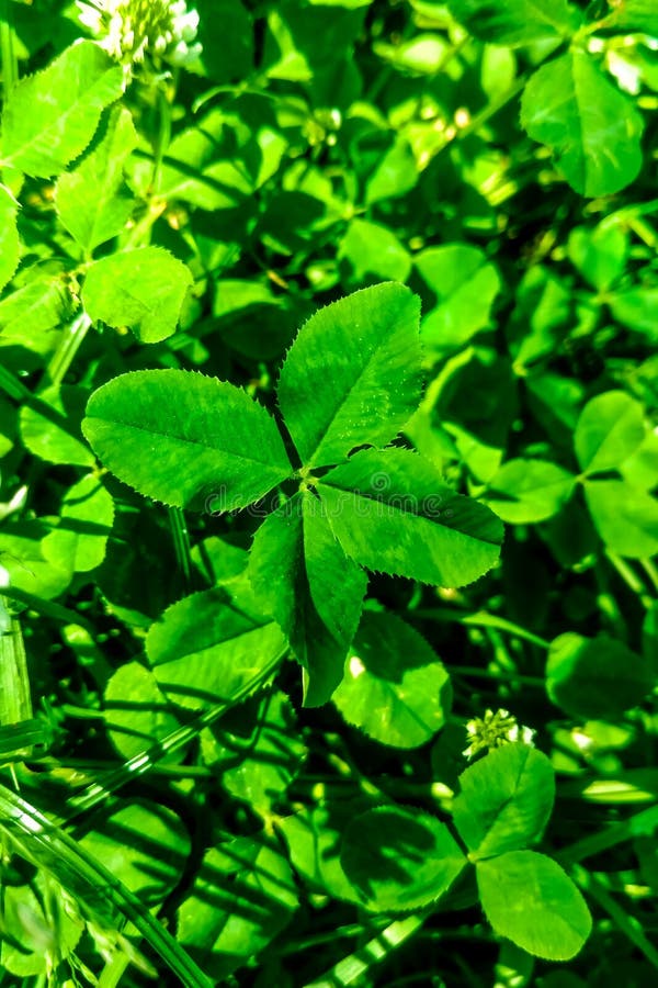 Four Leaf Clover for Good Luck Stock Photo - Image of color, leaf ...