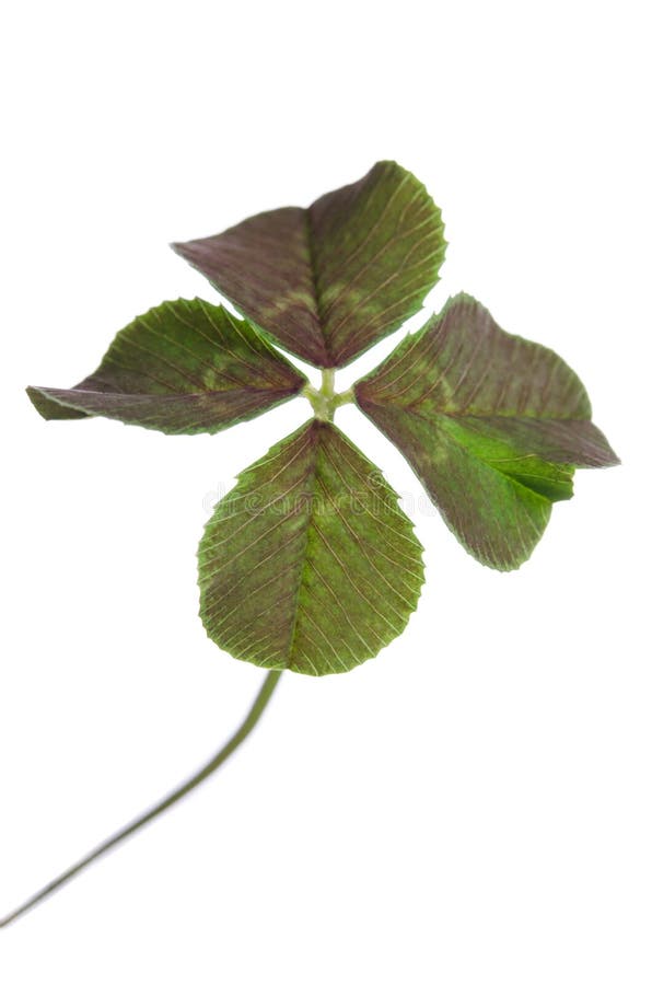 Four-leaf Clover for Good Luck Stock Image - Image of patrick, holiday ...