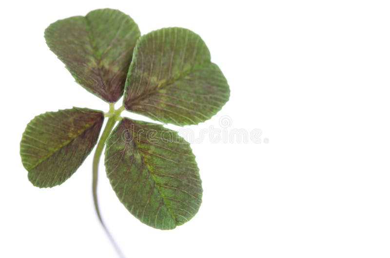 Four-leaf Clover for Good Luck Stock Image - Image of patrick, holiday ...
