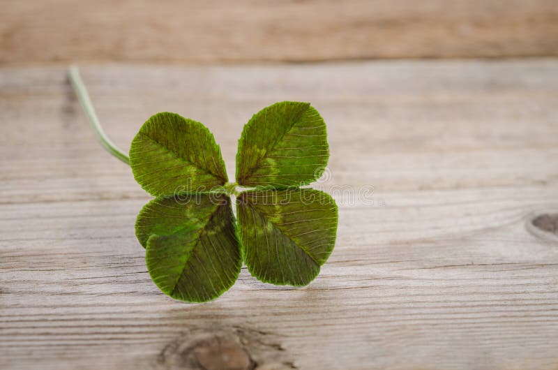 Four-leaf Clover for Good Luck Stock Image - Image of patrick, holiday ...