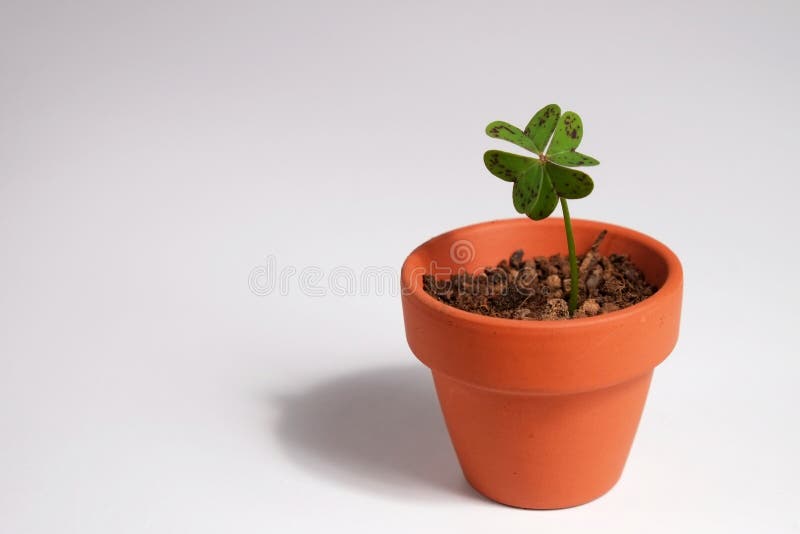 Four-leaf Clover Growing in a Clay Pot Stock Photo - Image of hope ...