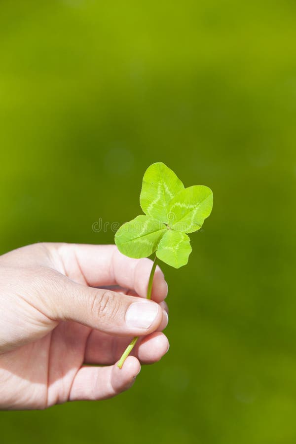 Clover in a Hand stock photo. Image of background, cloverleaf - 144269358