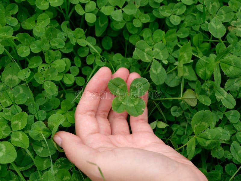 Clover in the hand stock image. Image of luck, leaf, green - 17004639