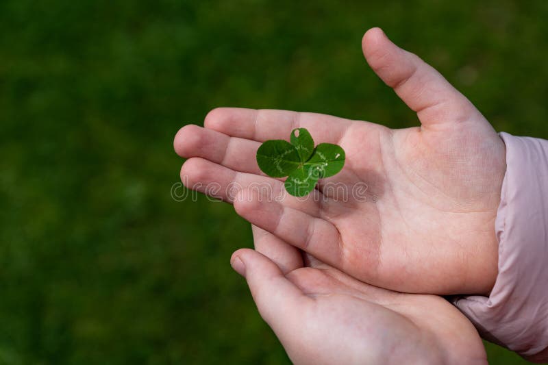 Four-leaf Clover, Holding a Child in His Hand Stock Photo - Image of ...