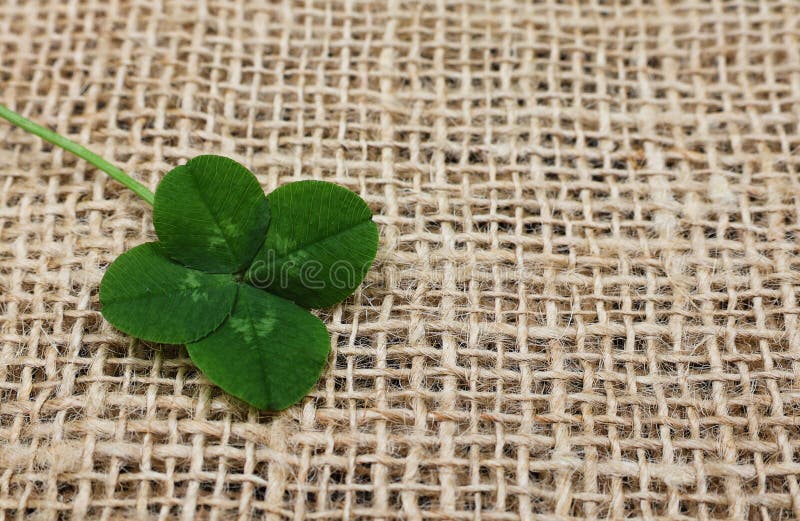 Four Leaf Clover Isolated on a Burlap Background. Good Luck Background ...