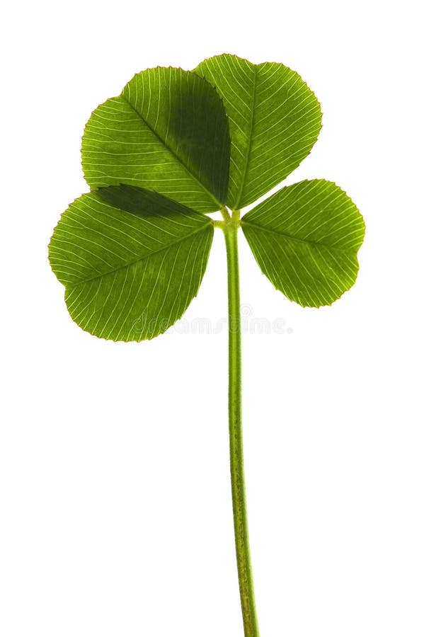 Four Leaf Clover Isolated on the White Background Stock Image - Image ...