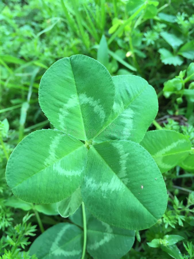 Four leaf clover stock image. Image of concept, leaved - 6387295