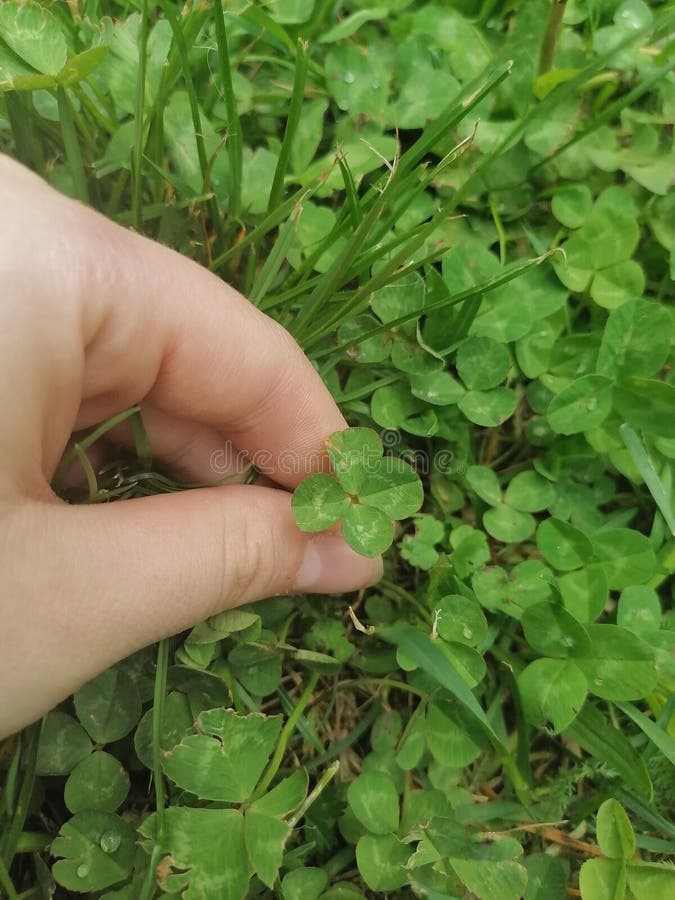 Four leaf clover rush stock image. Image of clover, four - 249335567