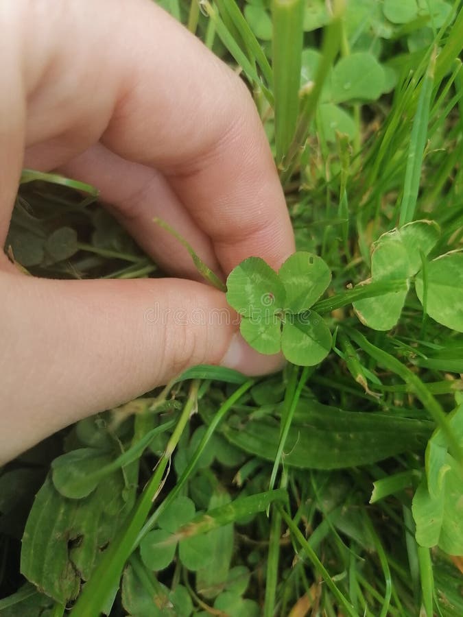 Four leaf clover rush stock photo. Image of clover, finding - 249335570