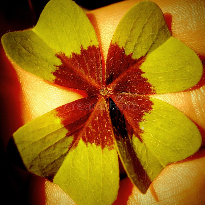 Four Leaf Clover,shamrock stock image. Image of magic - 28782175