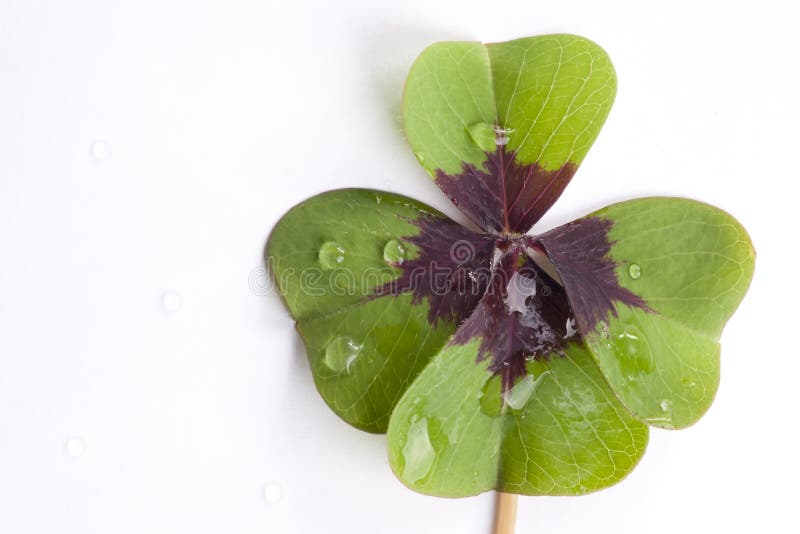 Four Leaf Clover Shamrock Water Stock Photo - Image of path, background ...