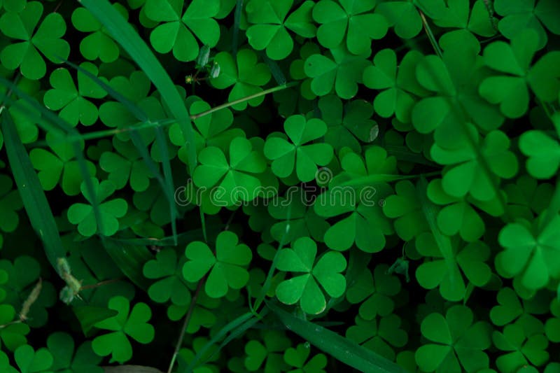Four Leaf Clover Stands Out Grass Stock Photos - Free & Royalty-Free ...