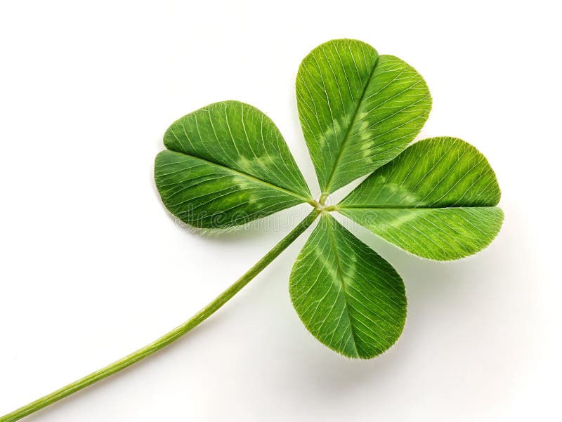 Four Leaf Clover Life Cycle Preschool Stock Photos - Free & Royalty ...