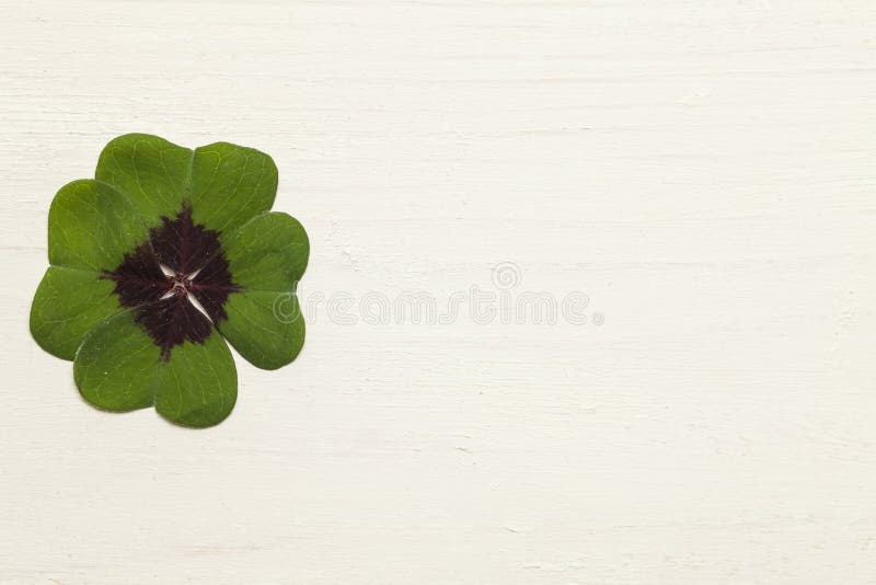 Four Leaf Clover Text Space Stock Photo - Image of cloverleaf, four ...
