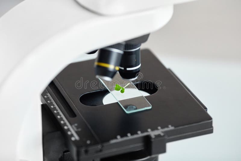 Four Leaf Clover Under Microscope Stock Photo - Image of healthcare ...