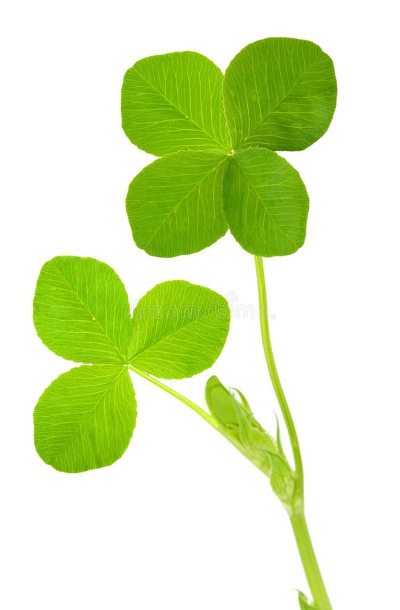 Four leaf clover stock photo. Image of irish, white, clover - 32228302