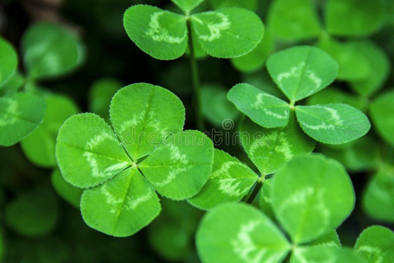 Four-leaf Clovers are Considered Lucky Stock Image - Image of copy ...
