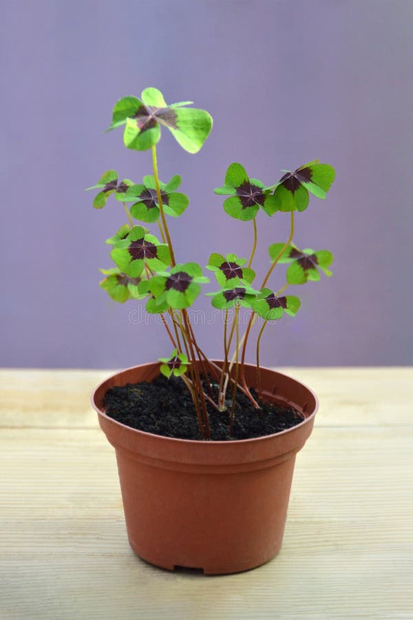Four-leaf Clovers (Oxalis Tetraphylla) Plant in the Pot Stock Photo ...