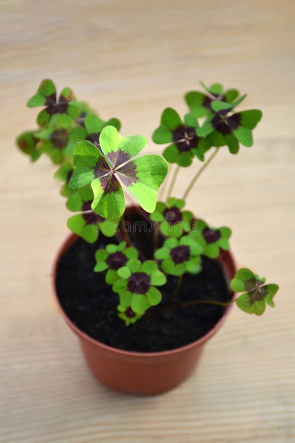 Four-leaf Clovers (Oxalis Tetraphylla) Plant in the Pot, Selective ...