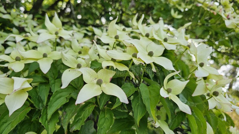 Four Leaf Flowers, Blossoming Tree Stock Photo - Image of autumn, shrub ...